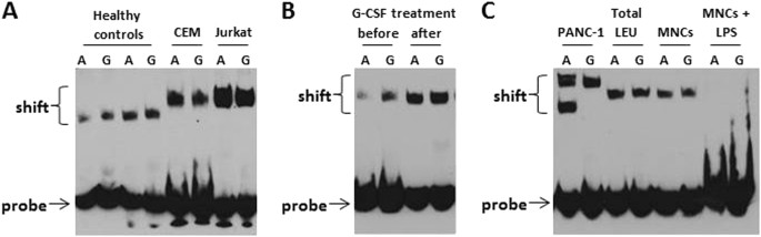 Identification of strong intron enhancer in the heparanase gene: effect ...