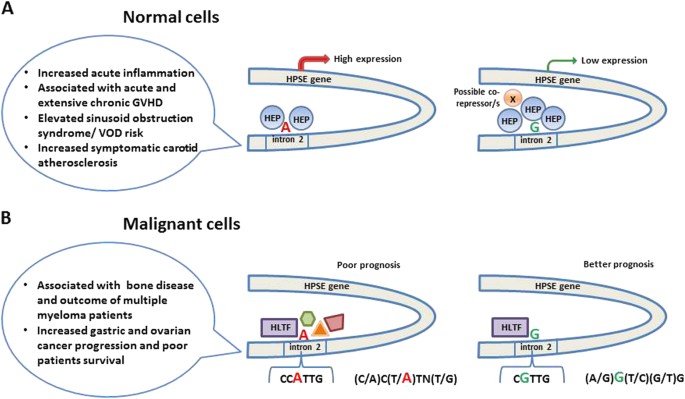 Identification of strong intron enhancer in the heparanase gene: effect ...