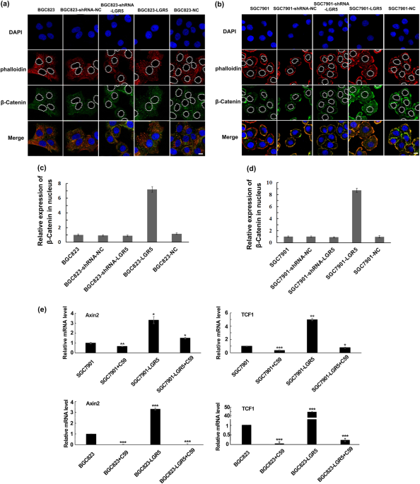 LGR5 regulates gastric adenocarcinoma cell proliferation and invasion ...