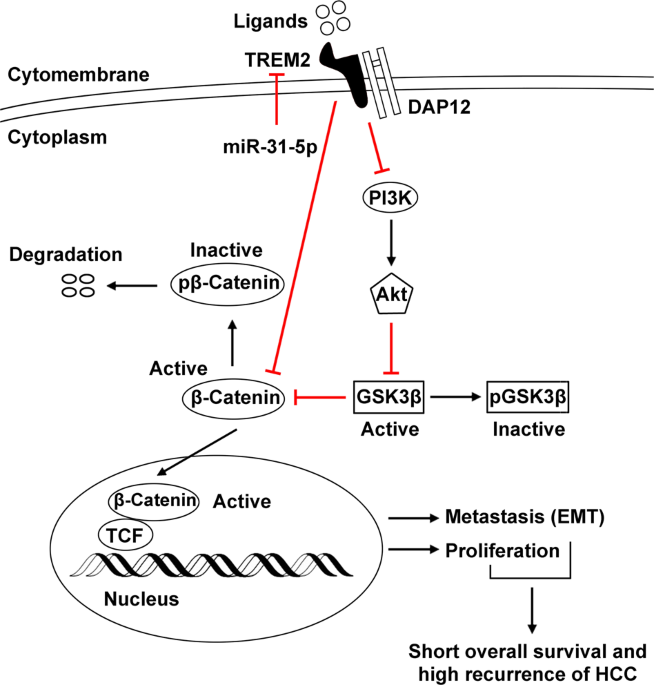TREM2 acts as a tumor suppressor in hepatocellular carcinoma by ...