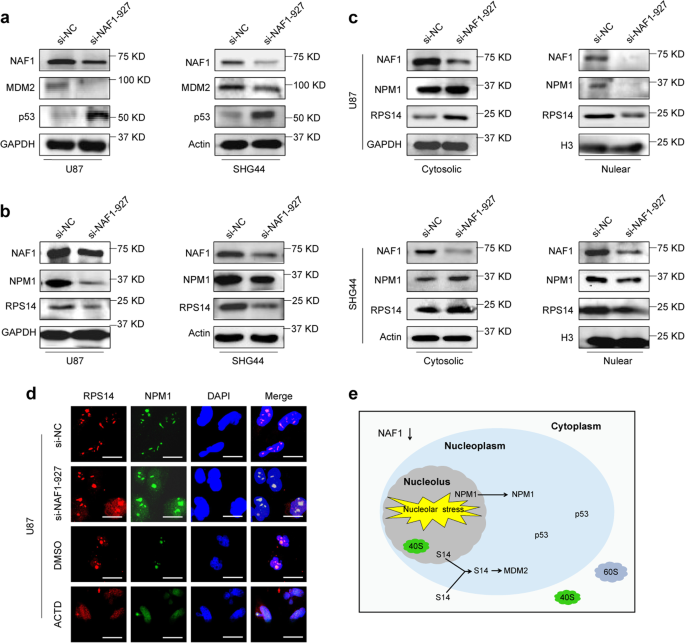 Increased expression of NAF1 contributes to malignant phenotypes of ...