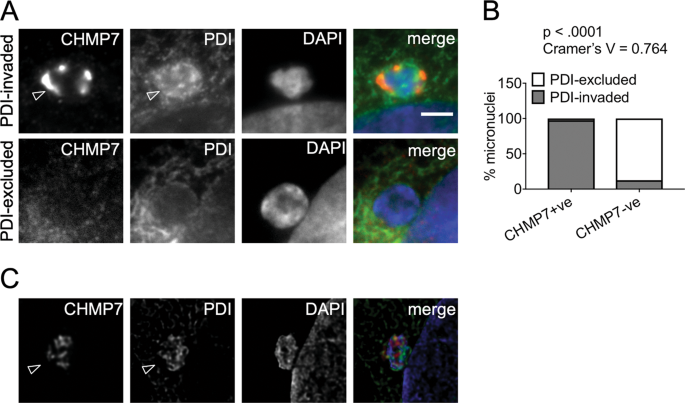 ESCRT-III is necessary for the integrity of the nuclear envelope in ...