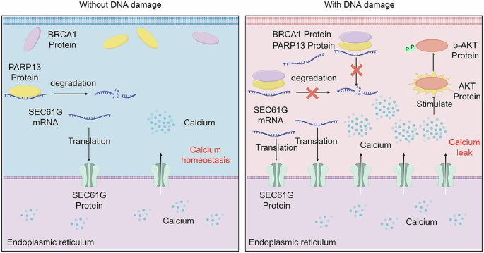 Non canonical BRCA1 promotes cell survival via modulating PARP13 ...