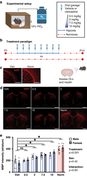 Minimum effective dose of clemastine in a mouse model of preterm white ...