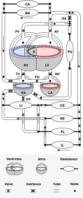 Diagnostic value of reversed differential cyanosis in (supra)cardiac ...