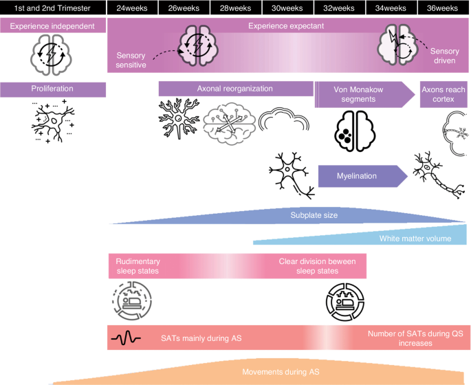 Sleep as a driver of pre- and postnatal brain development | Pediatric ...