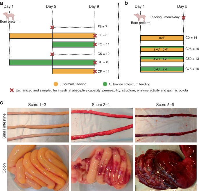 Bovine colostrum prevents formula-induced gut microbiota dysbiosis in ...