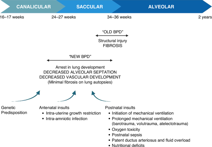 Stem cell-derived extracellular vesicles: a potential intervention for ...