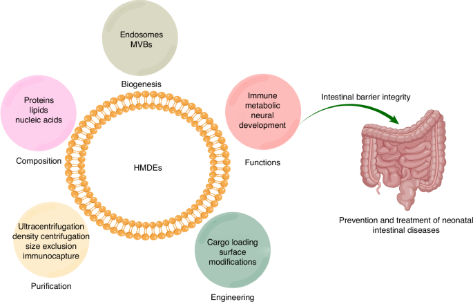 Human breast milk-derived exosomes and their positive role on neonatal ...