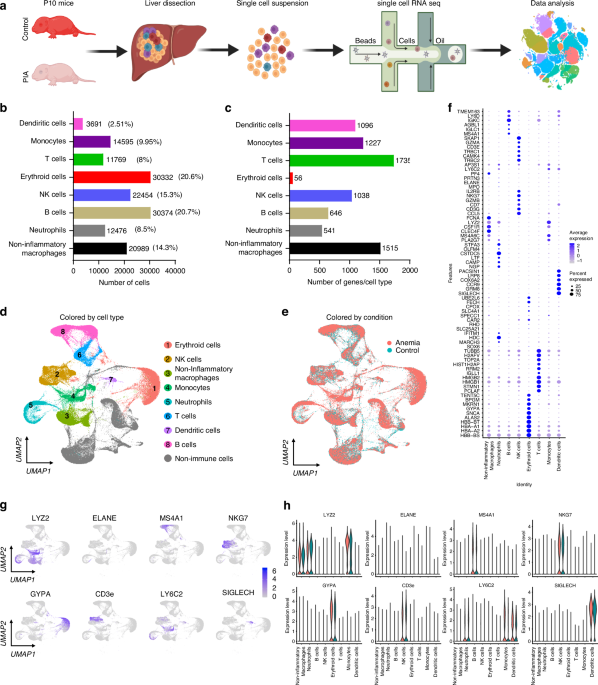 Immune landscape in liver of neonatal mice with phlebotomy-induced ...