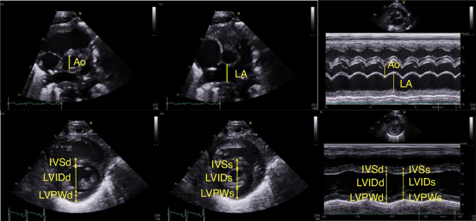 Reliability of two-dimensional versus M-mode echocardiography for left ...