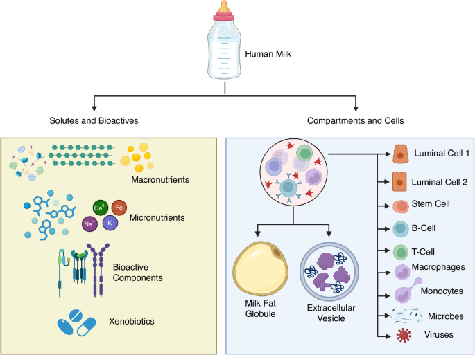 Human milk: insights on cell composition, organoids and emerging ...