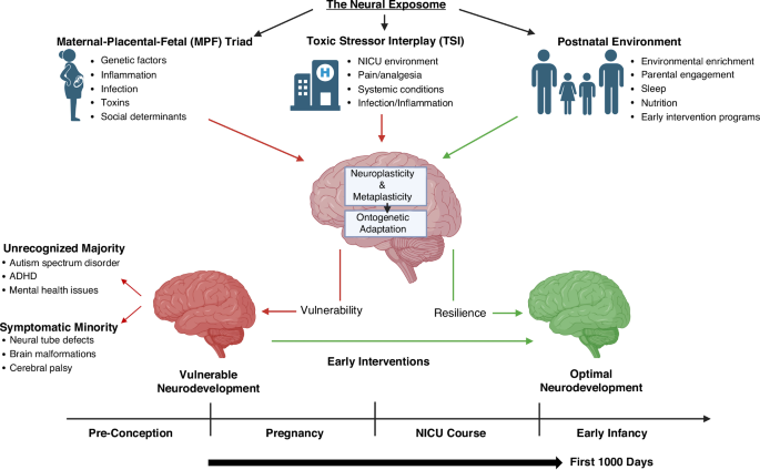 Neonatal neuroplasticity and metaplasticity: bridging neuroscience to ...