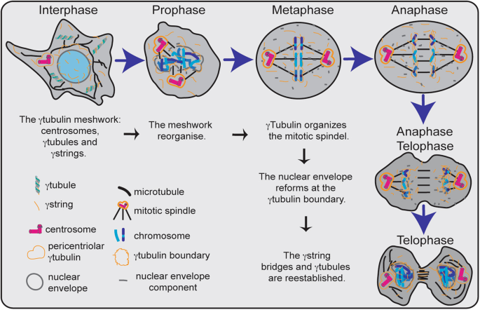 γ-tubulin as a signal-transducing molecule and meshwork with ...