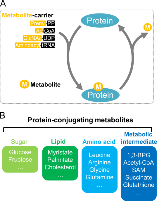 Metabolite sensing and signaling in cell metabolism | Signal ...