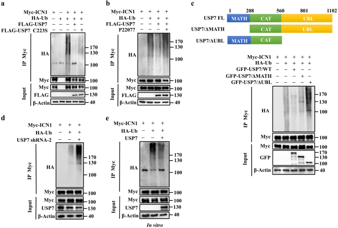 USP7 deubiquitinates and stabilizes NOTCH1 in T-cell acute ...