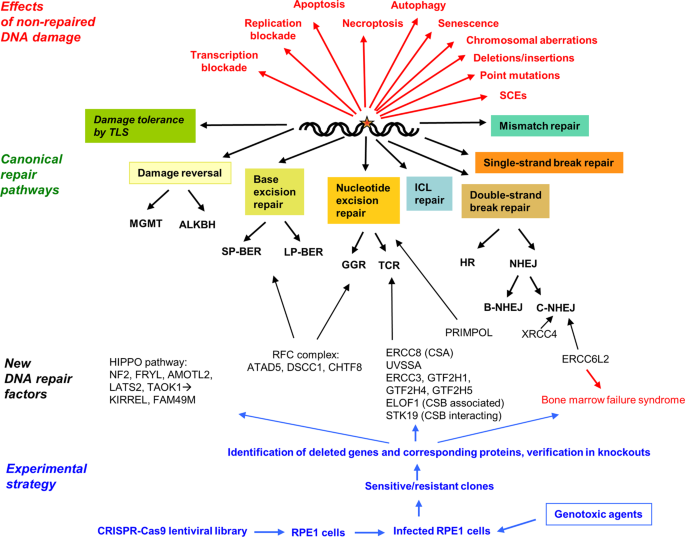 A genome-wide screening for DNA repair genes: much more players than ...