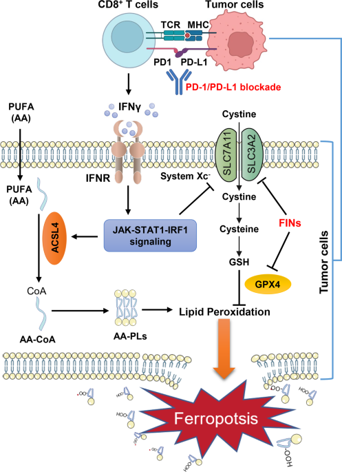ACSL4, PUFA, and ferroptosis: new arsenal in anti-tumor immunity ...