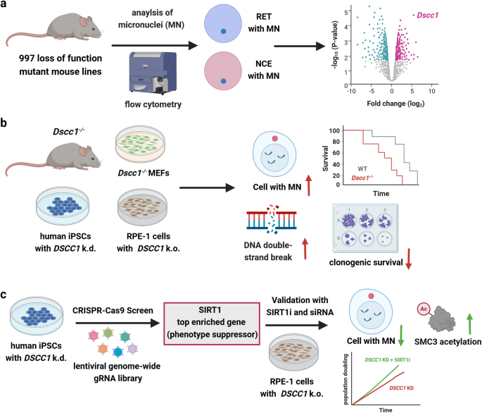 Decoding the genetic program of micronucleus formation: linking ...