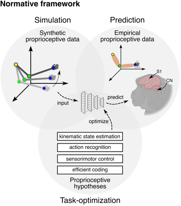 Artificial Intelligence Meets Body Sense Task Driven Neural Networks