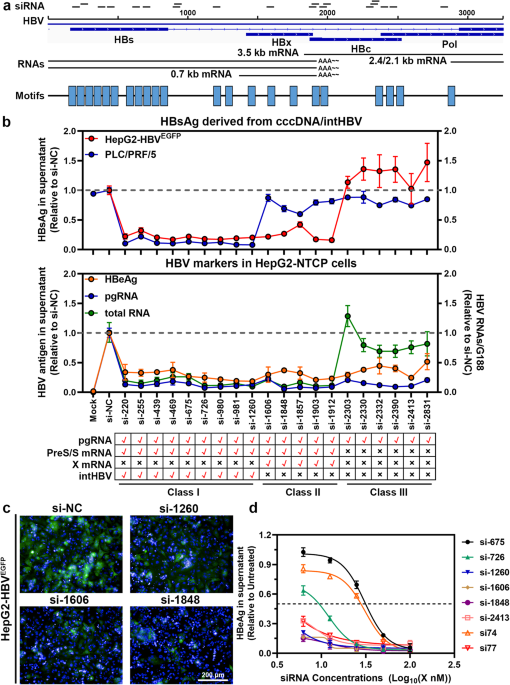 Optimized RNA interference therapeutics combined with interleukin-2 ...