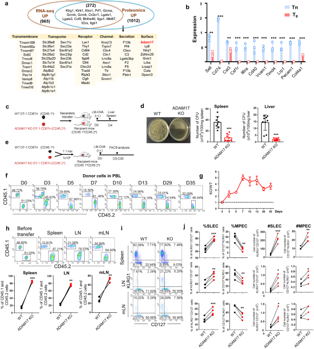 Targeting a disintegrin and metalloprotease (ADAM) 17-CD122 axis ...