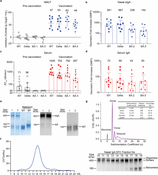 Intranasal adenovirus-vectored Omicron vaccine induced nasal ...