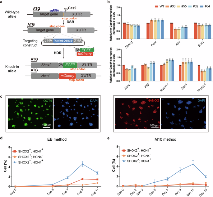 A new paradigm for generating high-quality cardiac pacemaker cells from ...