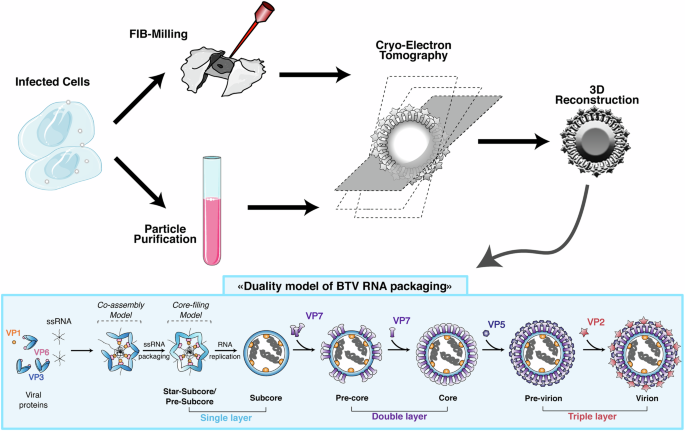 One step at a time: new insights into double-stranded ribonucleic acid ...