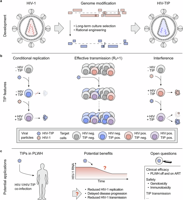 Therapeutic interfering particles against HIV: molecular parasites ...