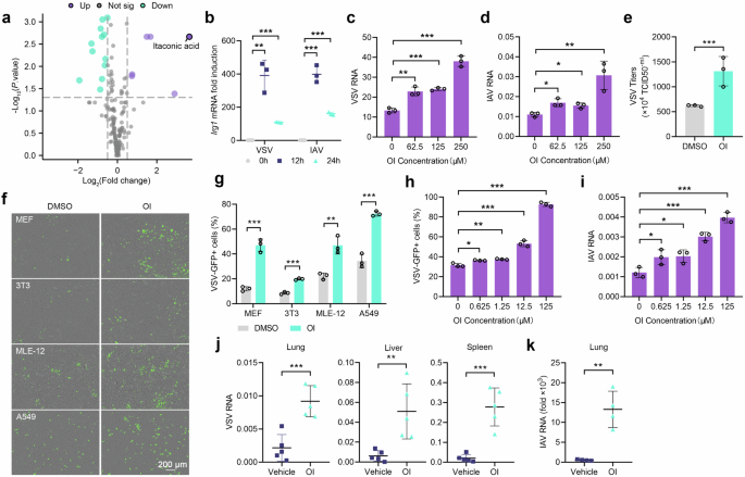 Itaconate facilitates viral infection via alkylating GDI2 and retaining ...