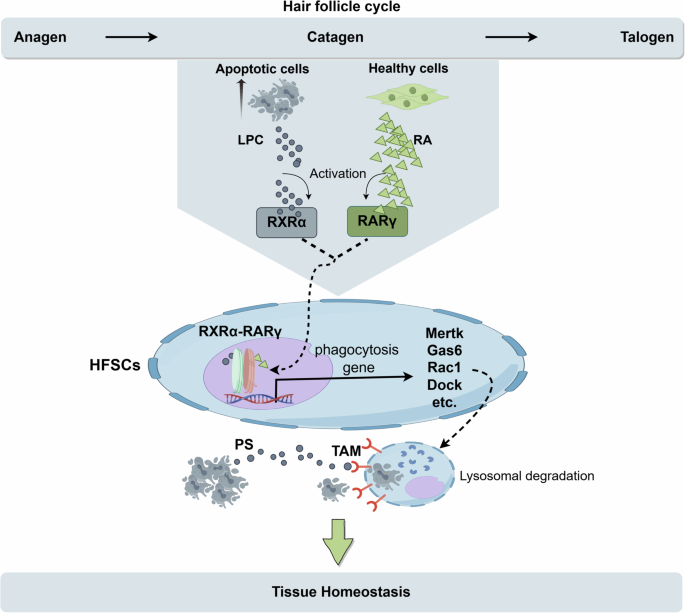 Apoptotic clearance by stem cells: molecular mechanisms for recognition ...