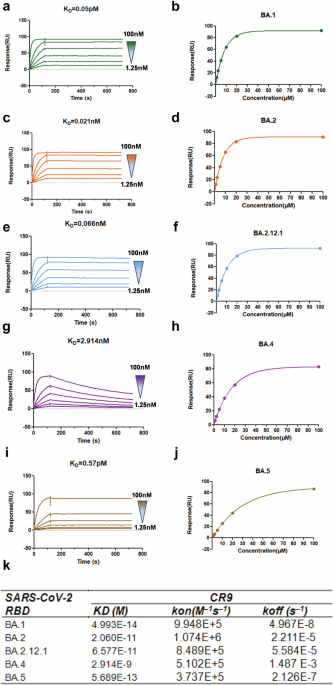 A broadly neutralizing antibody against the SARS-CoV-2 Omicron sub ...