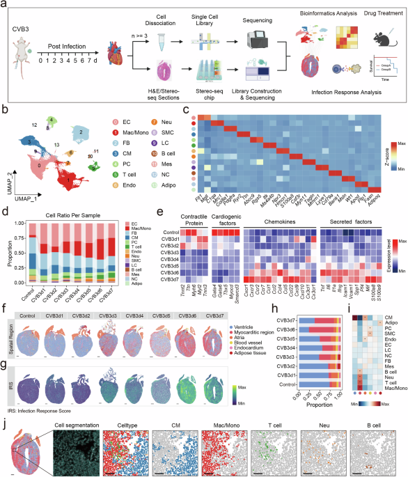 Spatiotemporal transcriptomics elucidates the pathogenesis of fulminant ...