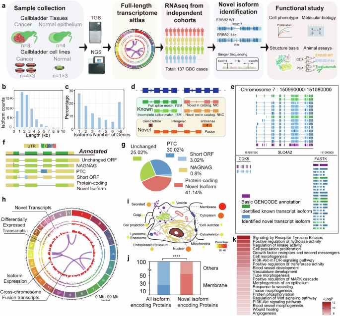 Full-length transcriptome atlas of gallbladder cancer reveals ...