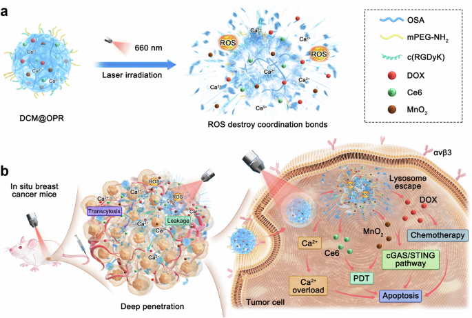 Photodynamic gel-bombs enhance tumor penetration and downstream ...