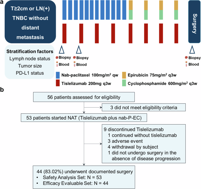 Efficacy, safety and exploratory analysis of neoadjuvant tislelizumab ...