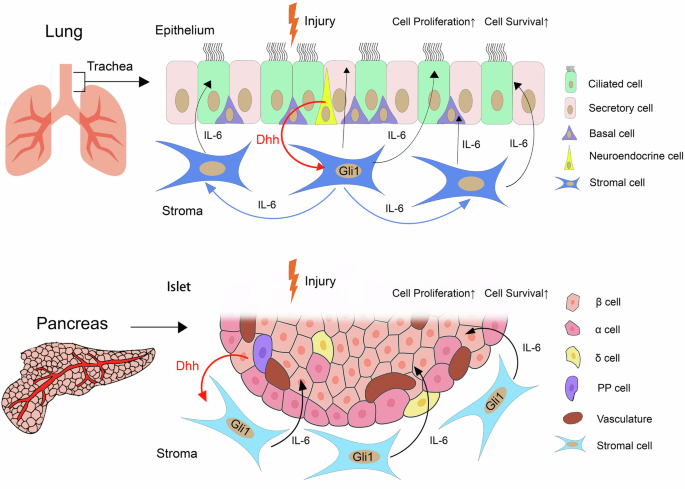 Neuroendocrine cells signal for repair: hedgehog leading the way ...