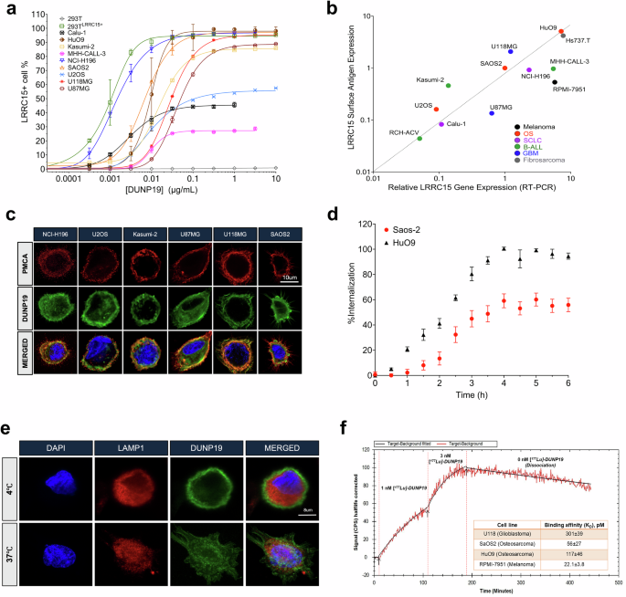 Development of a leucine-rich repeat-containing protein 15-targeted ...