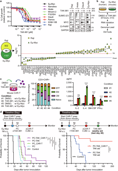 Limited SUMOylation inhibitor administration enhances eradication of Burkitt’s lymphoma with ...