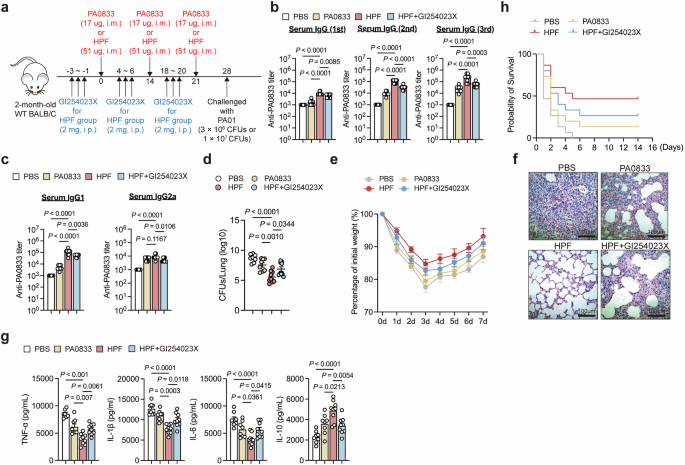 Alpha hemolysin enhances the immune response by modulating dendritic ...