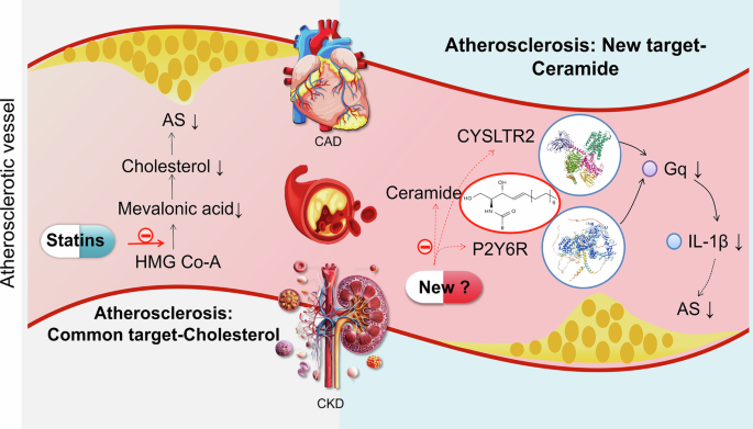 Two G protein-coupled receptors bind ceramides in atherosclerosis ...