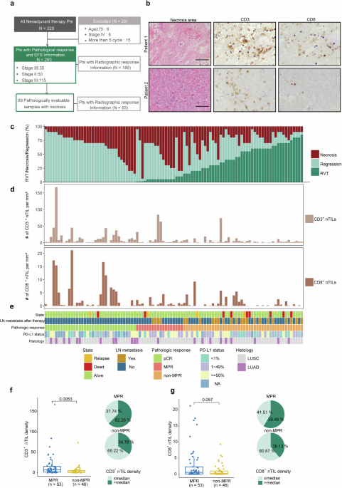 CD8+ TILs in necrotic tumors after neoadjuvant immunochemotherapy ...