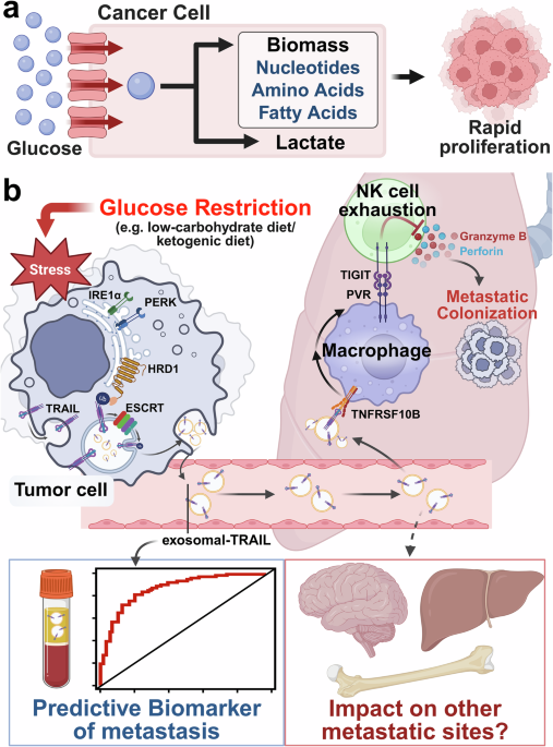 Starving tumor, feeding metastasis: a warning about low-carbohydrate ...
