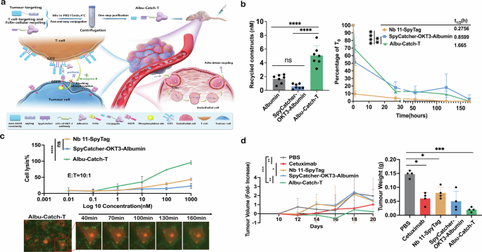 A modular “Catch-and-Play” platform for rapid T-cell engager target ...