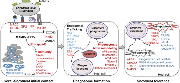 Deciphering the nature of the coral– Chromera association | The ISME ...
