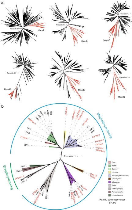 Genomic expansion of magnetotactic bacteria reveals an early common ...