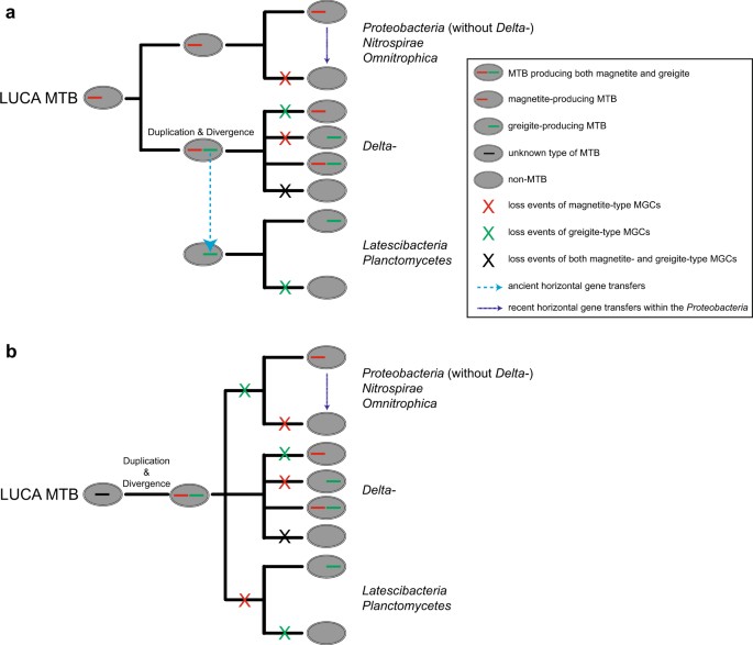 Genomic expansion of magnetotactic bacteria reveals an early common ...
