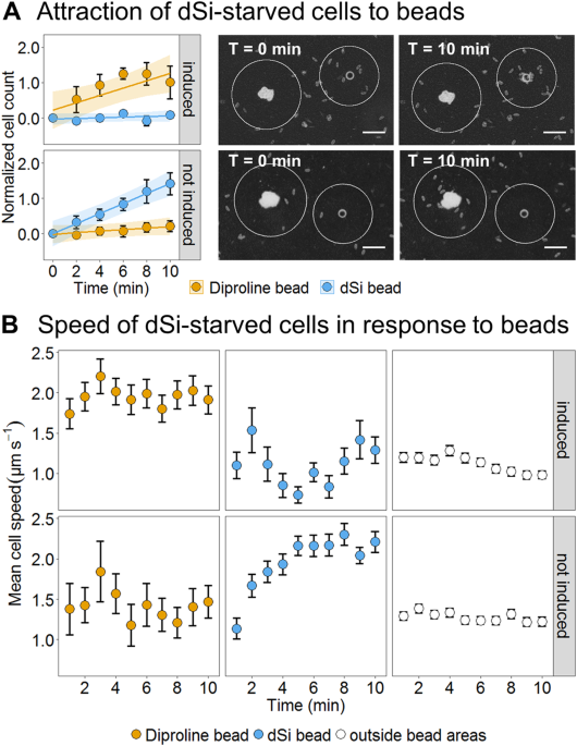 Decision-making of the benthic diatom Seminavis robusta searching for ...