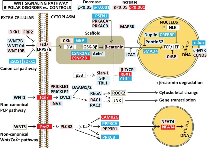Exploring the Wnt signaling pathway in schizophrenia and bipolar ...